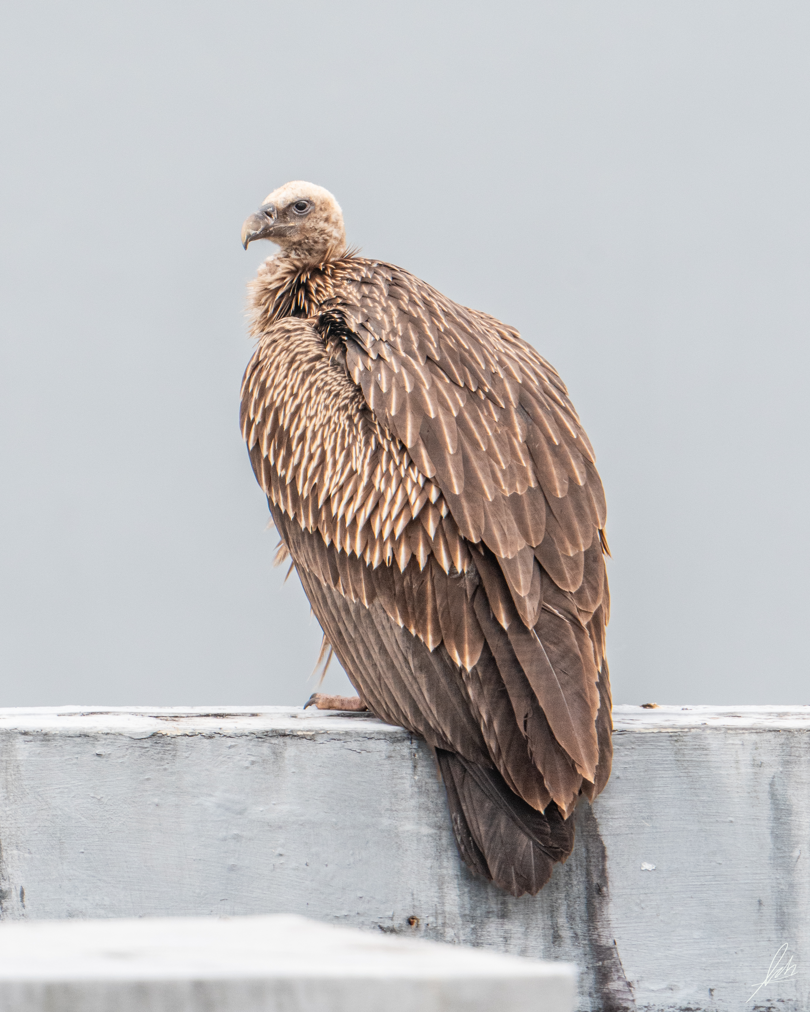 Wildlife photographer, 20, spots rare Himalayan griffon vulture from ...