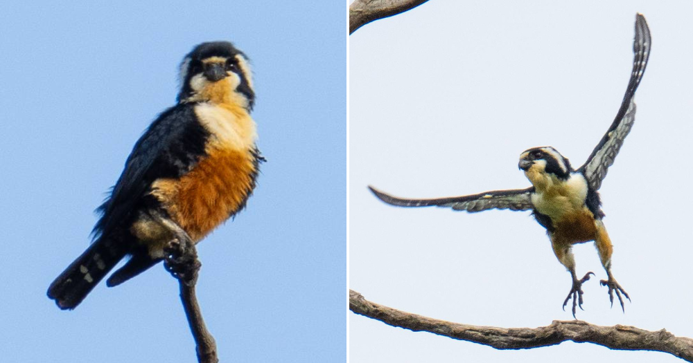S'pore visited by tiny but adorable predator, the very rare black ...