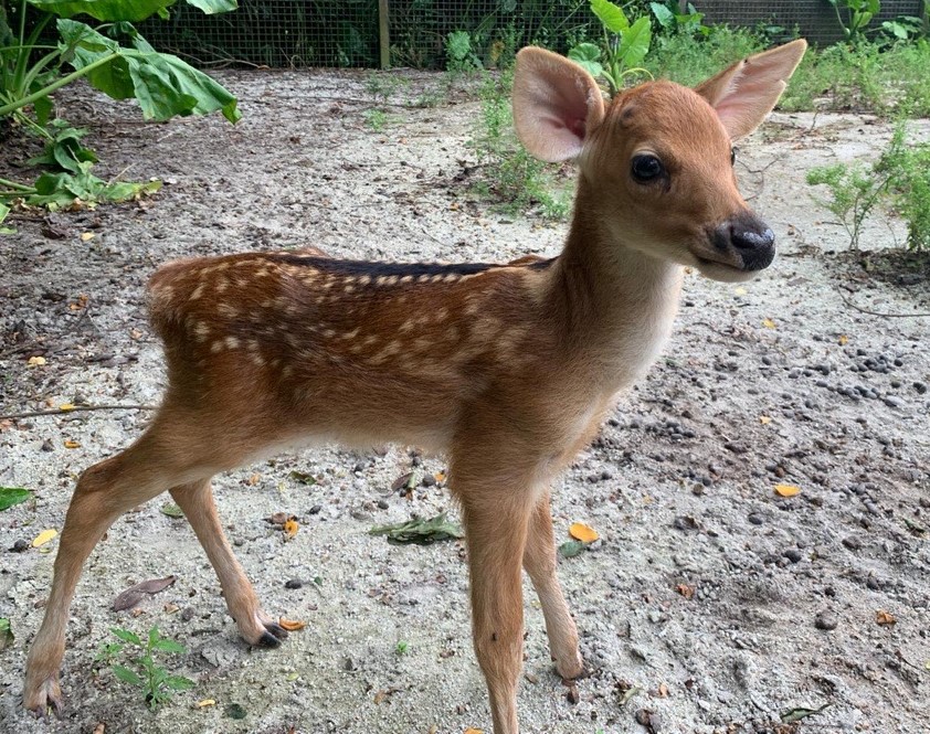 998 baby animals born at Mandai Wildlife Reserve in 2024 - Mothership ...