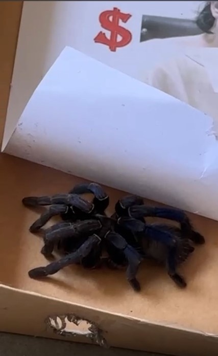 Man, 22, allegedly delivered dead rat, live spider, & hell notes to 2 ...