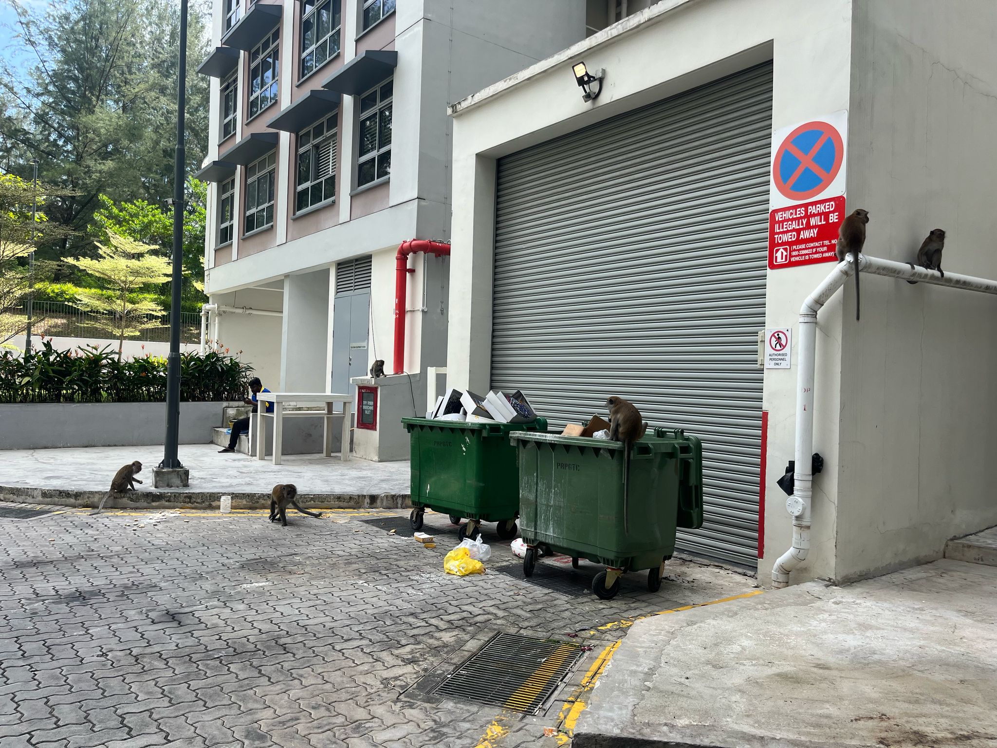 S'pore primatologist calls for more to be done to monkey-proof Punggol ...