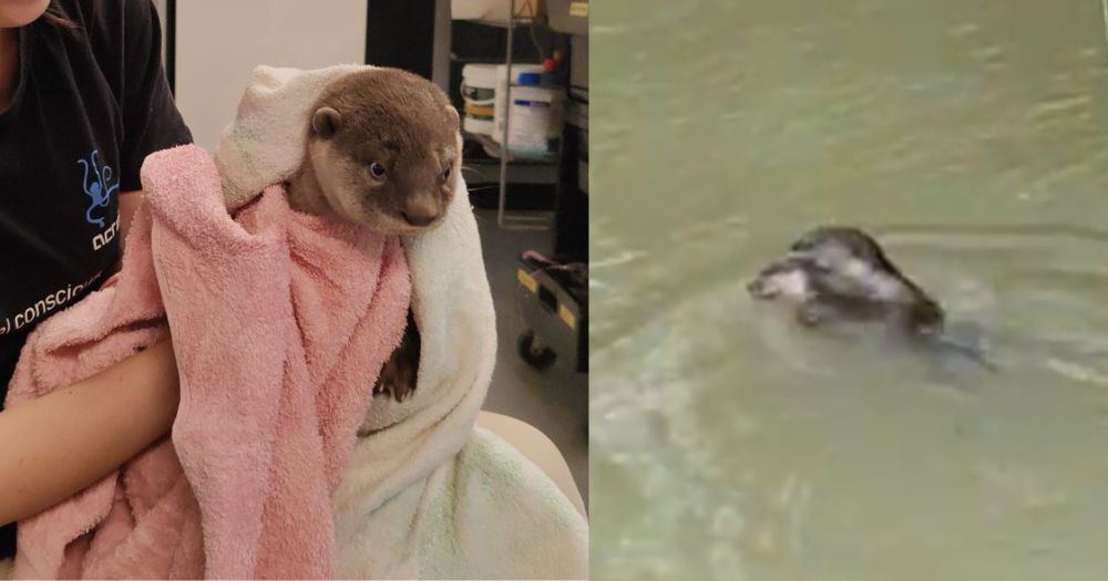 S'pore lawyers call for Law Society VP Chia Boon Teck to apologise ...