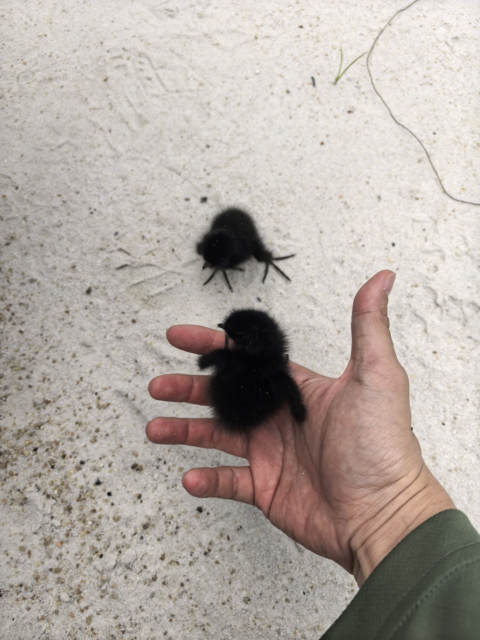 Waterhen chicks rescued by Gardens by the Bay staff after falling into ...