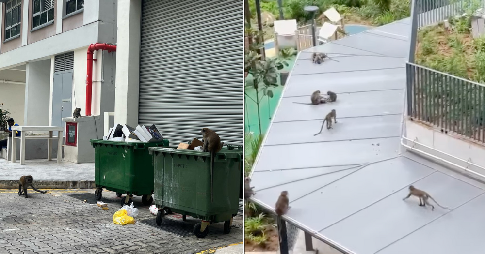 S'pore primatologist calls for more to be done to monkey-proof Punggol ...