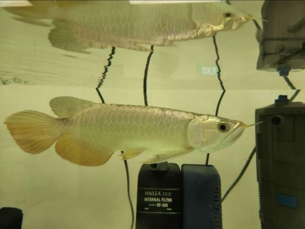 42 cases of animal smuggling of wildlife & pets in 2024, 8 cases in ...