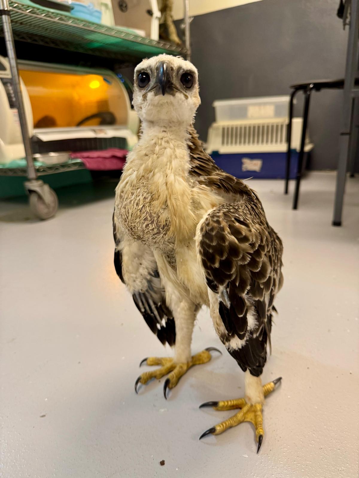 Acres rescues baby changeable hawk-eagle found on the ground, scales ...