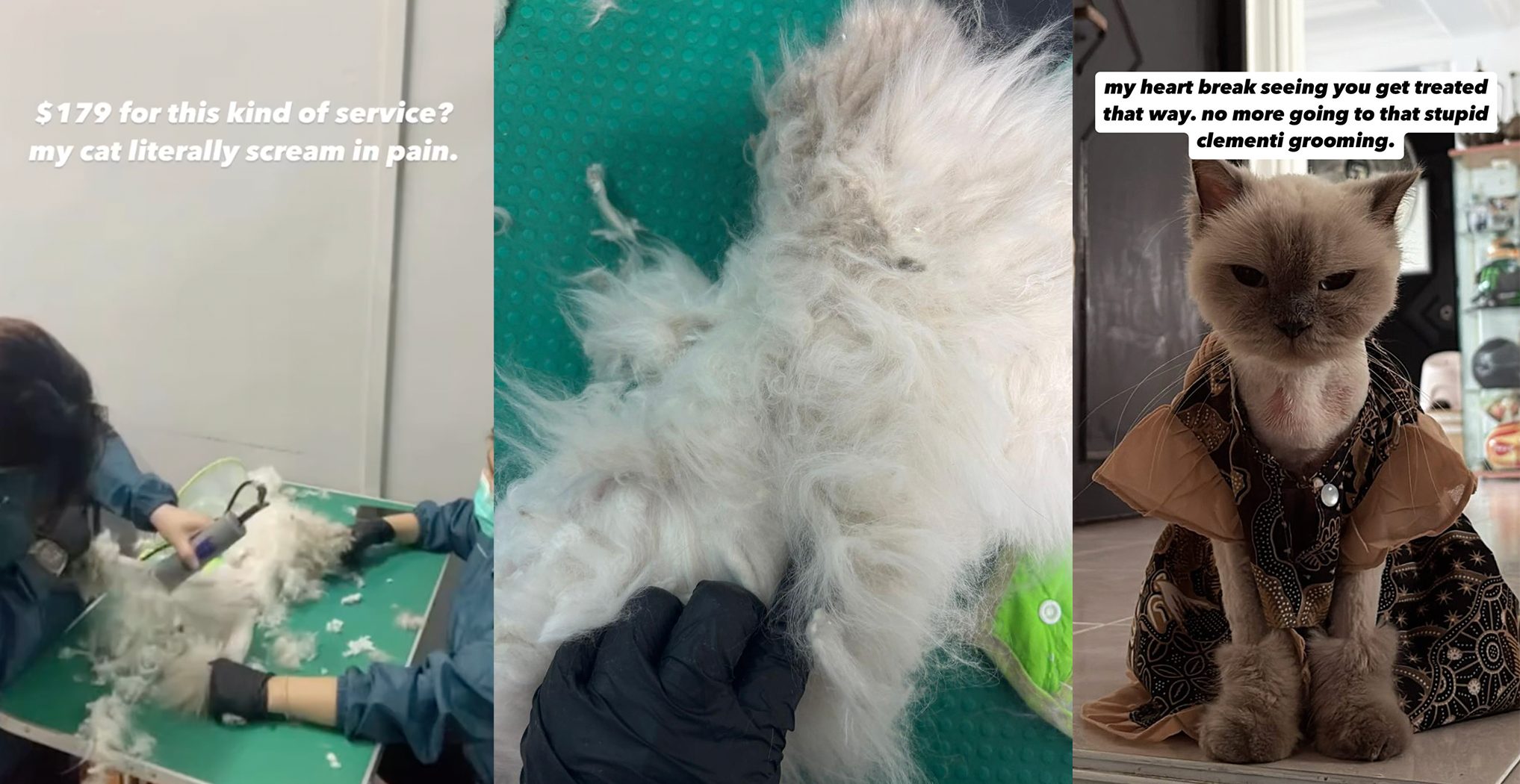 Clementi cat groomer accused of rough treatment after cat wails in ...