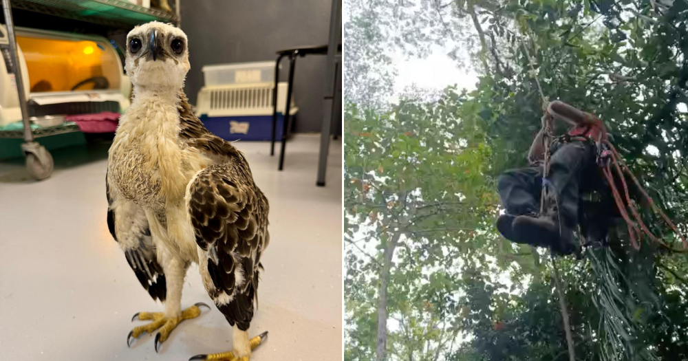 Acres rescues baby changeable hawk-eagle found on the ground, scales tree to return it to nest ...
