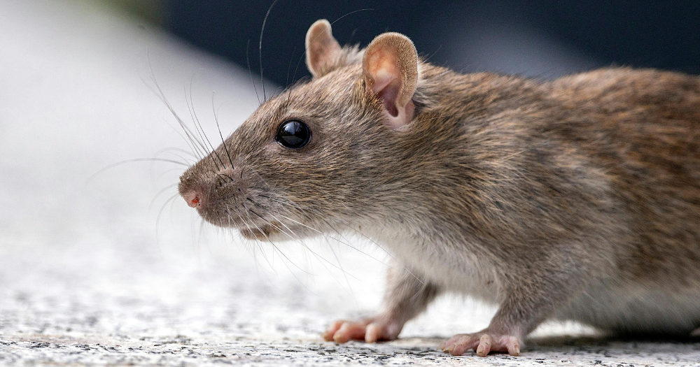 Kota Kinabalu offering S$0.60 bounty on each rat to tackle infestation ...