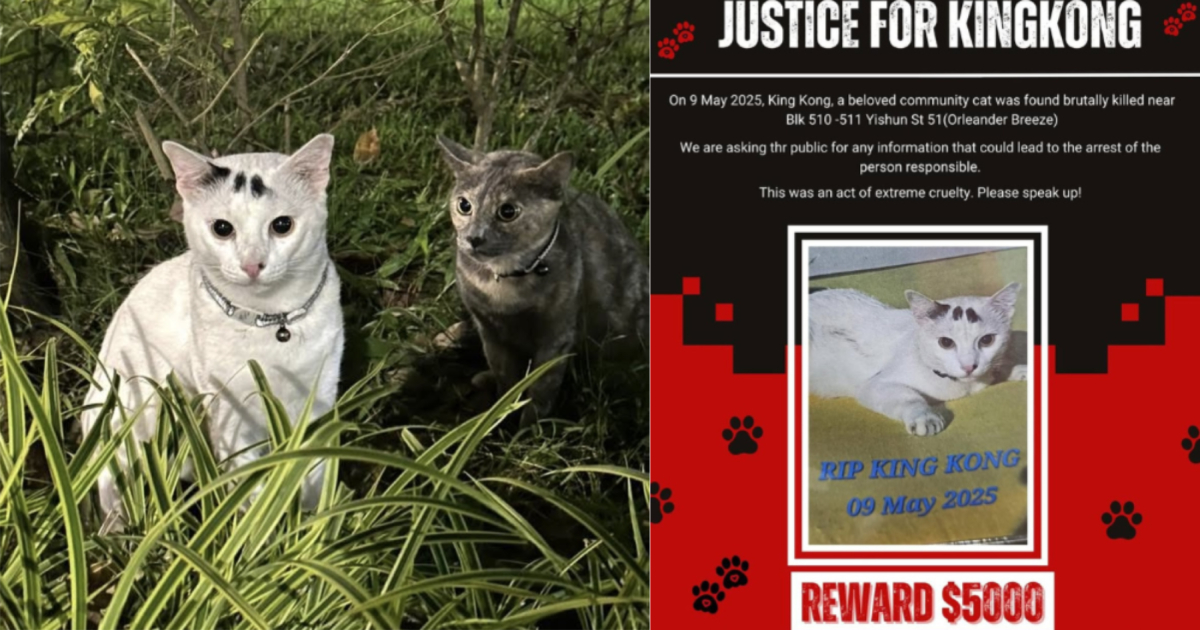 Search for Miss Universe S'pore now on, winner gets S$10,000 ...