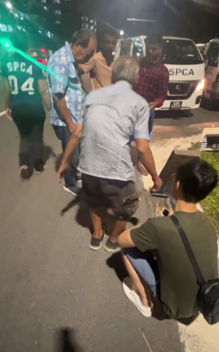 Cat feeder Uncle Ong & 7 others spend 2 hours rescuing cat that got run ...