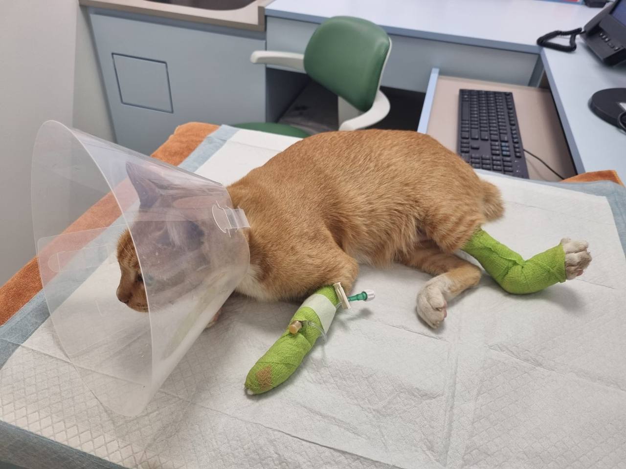 Cat feeder Uncle Ong & 7 others spend 2 hours rescuing cat that got run ...