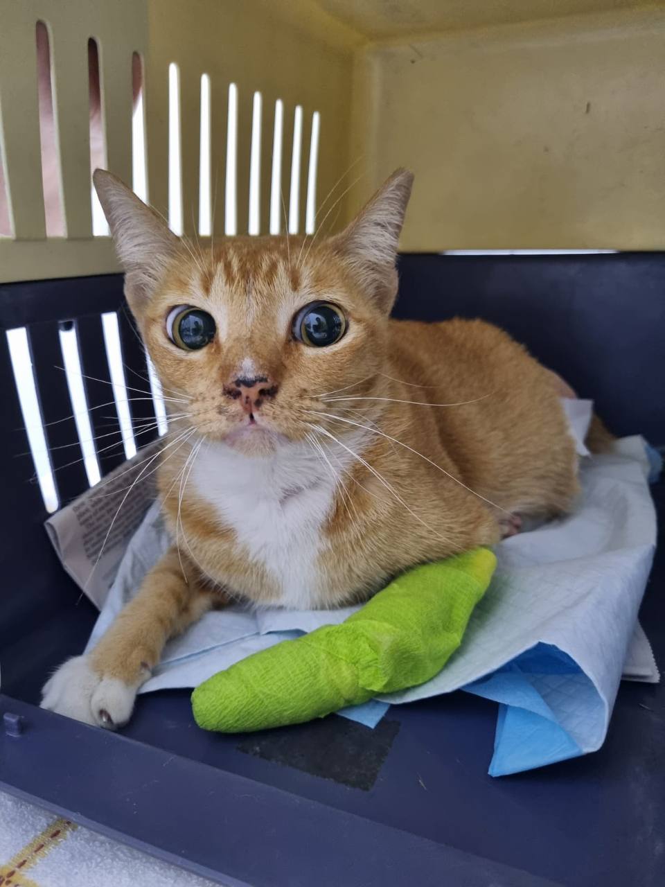 Cat feeder Uncle Ong & 7 others spend 2 hours rescuing cat that got run ...