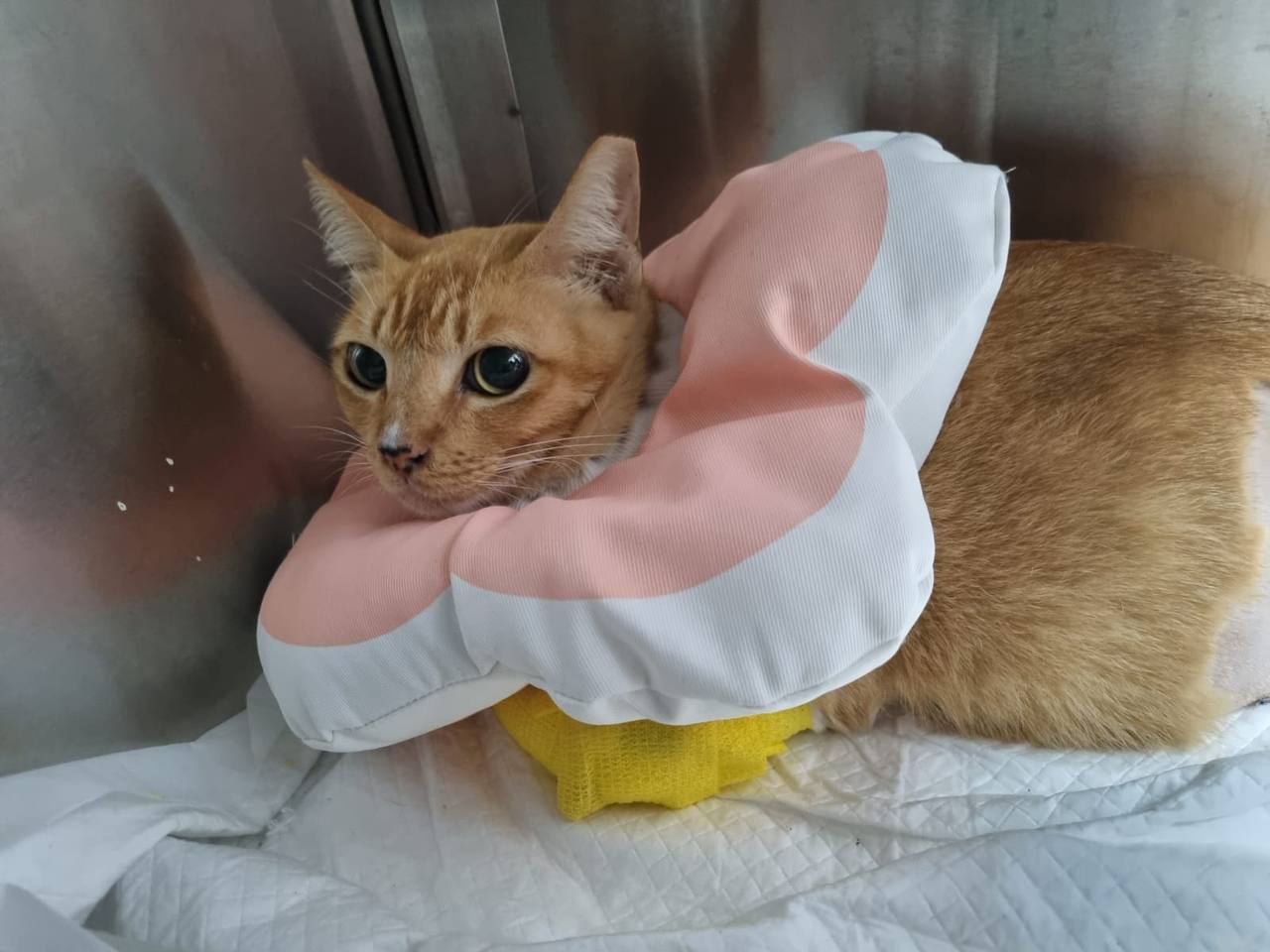 Cat feeder Uncle Ong & 7 others spend 2 hours rescuing cat that got run ...