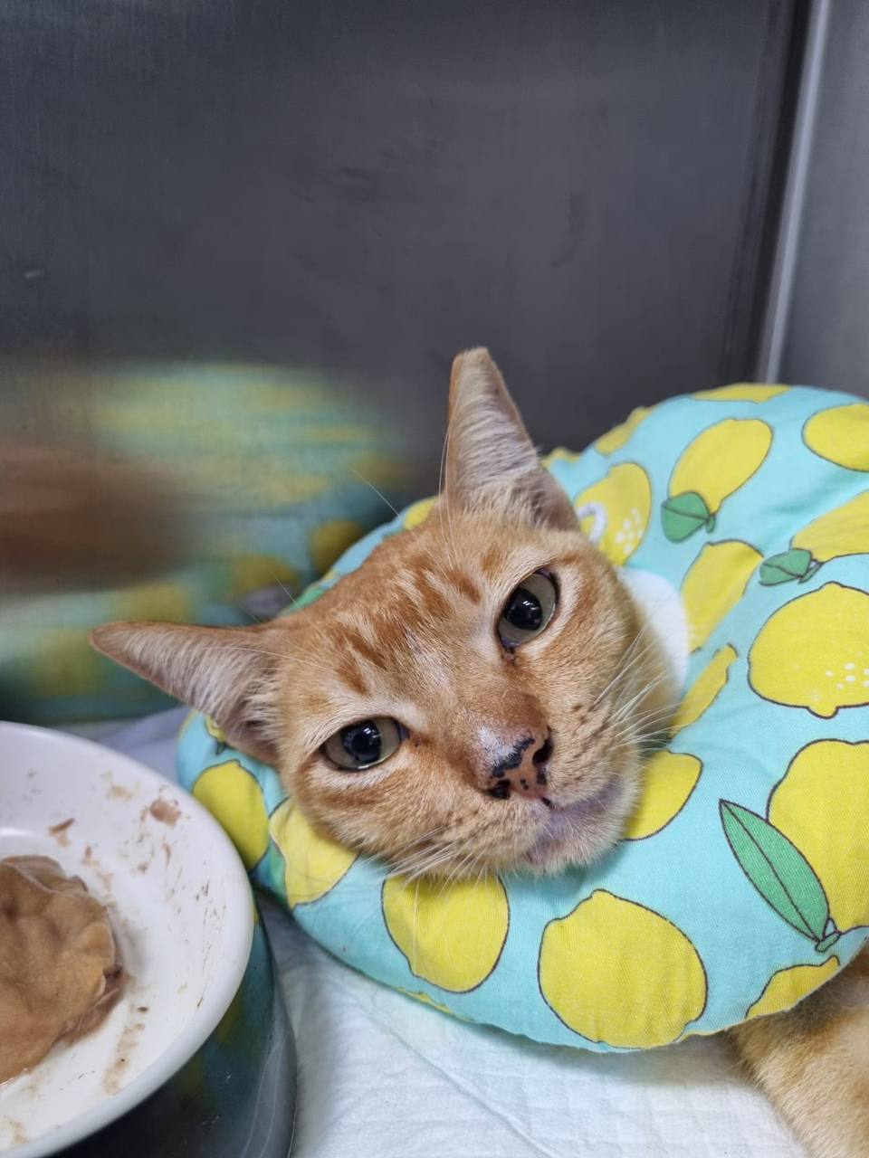 Cat feeder Uncle Ong & 7 others spend 2 hours rescuing cat that got run ...