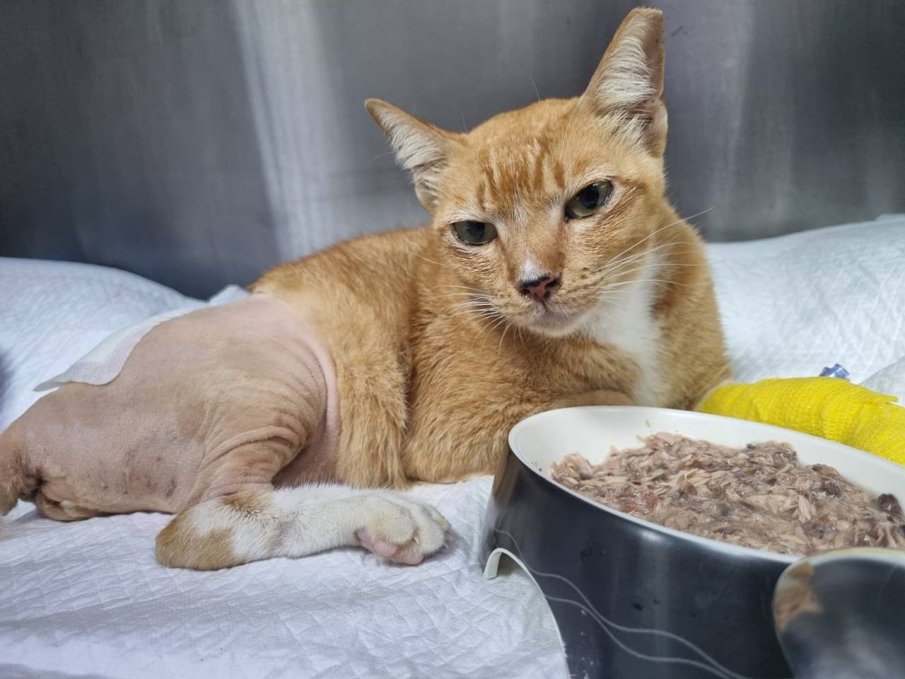 Cat feeder Uncle Ong & 7 others spend 2 hours rescuing cat that got run ...