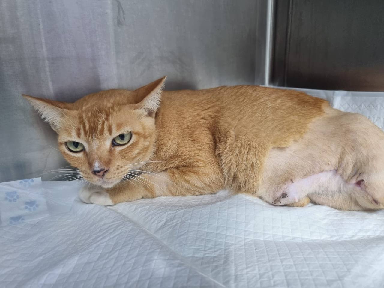 Cat feeder Uncle Ong & 7 others spend 2 hours rescuing cat that got run ...