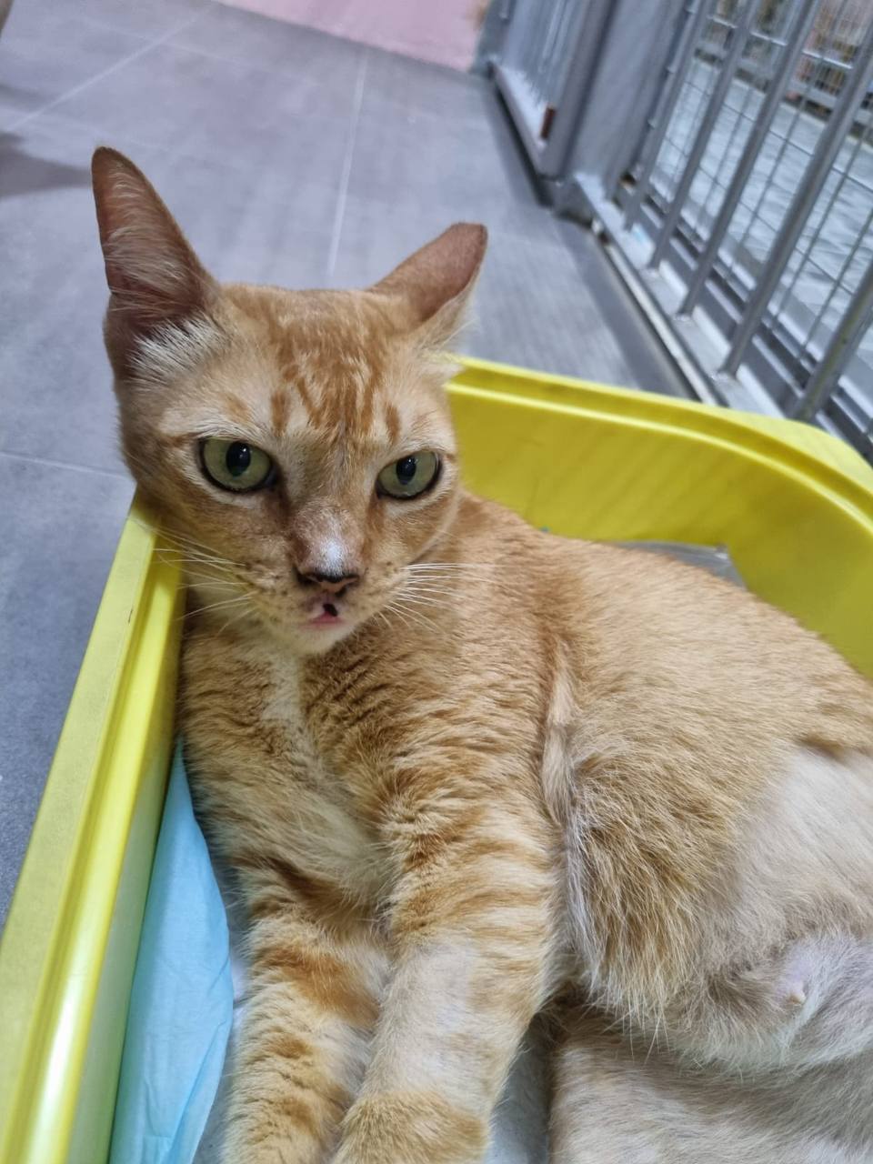 Cat feeder Uncle Ong & 7 others spend 2 hours rescuing cat that got run ...