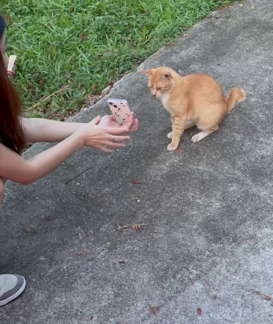 Cat feeder Uncle Ong & 7 others spend 2 hours rescuing cat that got run ...