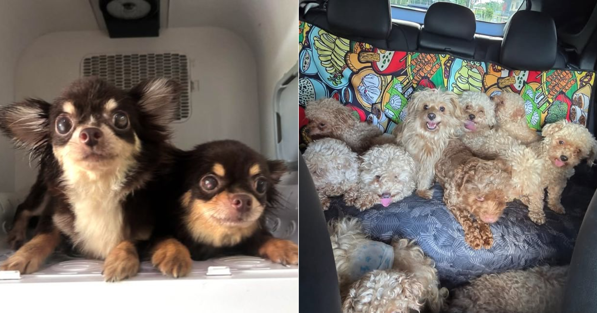 Adopt a dog: Voices For Animals pet adoption drive at Sentosa on Jul ...