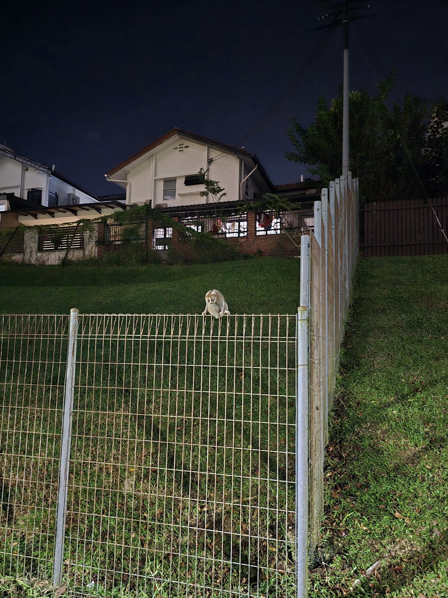 rare endangered venomous primate spotted in sg forest | HardwareZone Forums