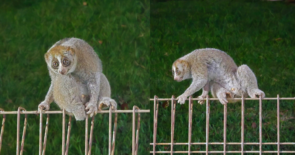 Endangered slow loris spotted on fence near S'pore forest moving very ...