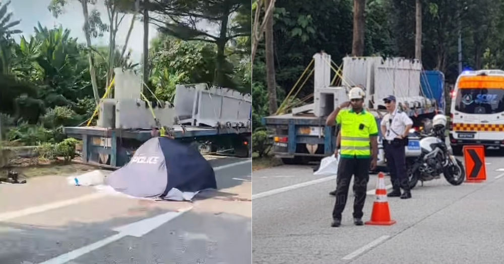 Sambar deer hit by car along Mandai Road euthanised due to severe ...