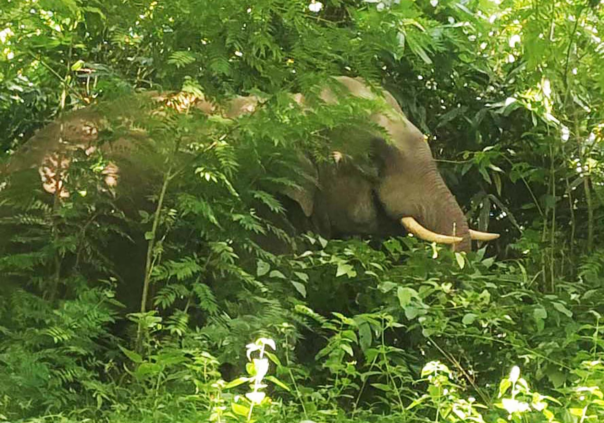 Wild elephant in Thailand watches over burial site of electrocuted ...