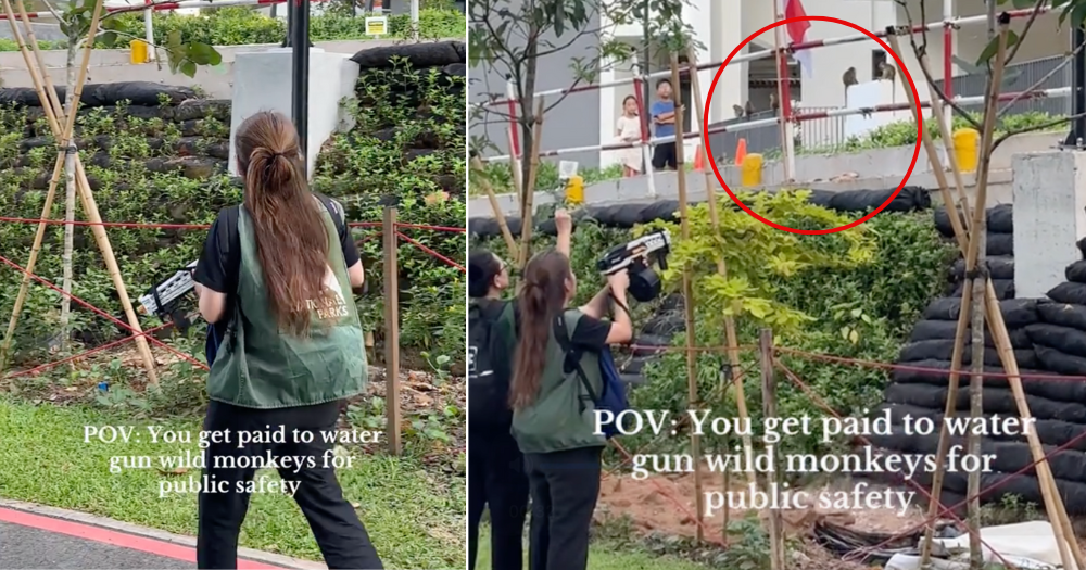 NParks officer shoots water gel beads to 'guide' macaques away from Punggol HDB - Mothership.SG ...