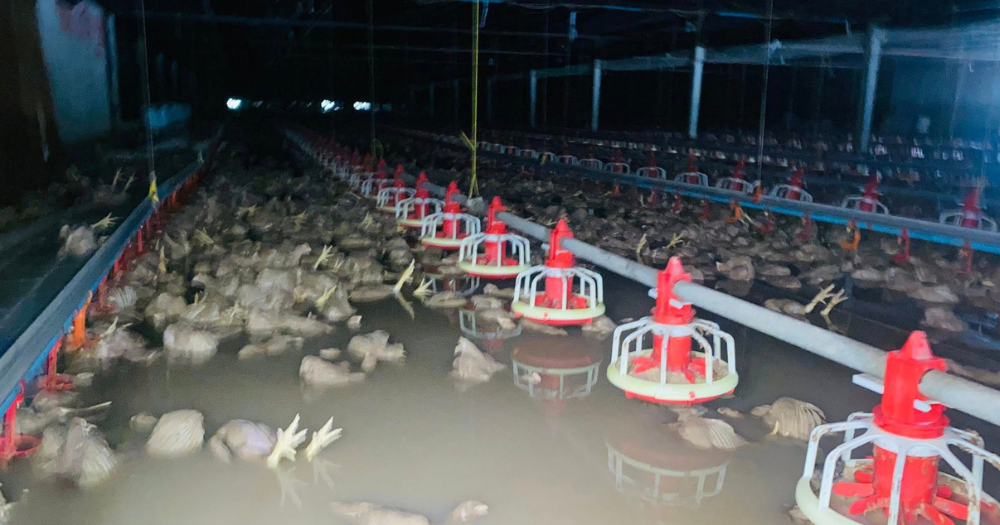 Ex-SGH doctor gives herself MCs to cover absences on 2 days, suspended ...