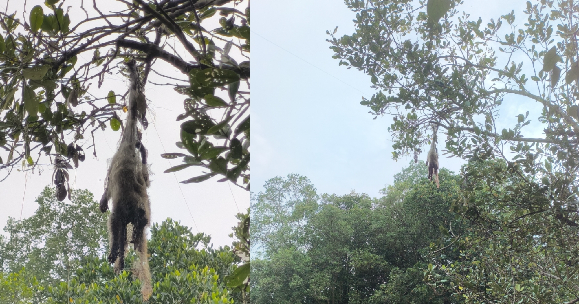 Long-tailed macaque found dead & hanging from tree at Pulau Ubin, no ...