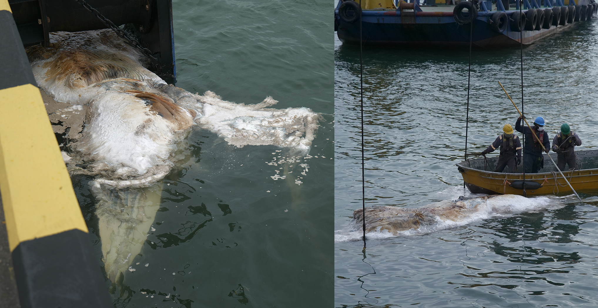 6m-long baleen whale carcass found floating in Tanjong Pagar, 1st in S ...