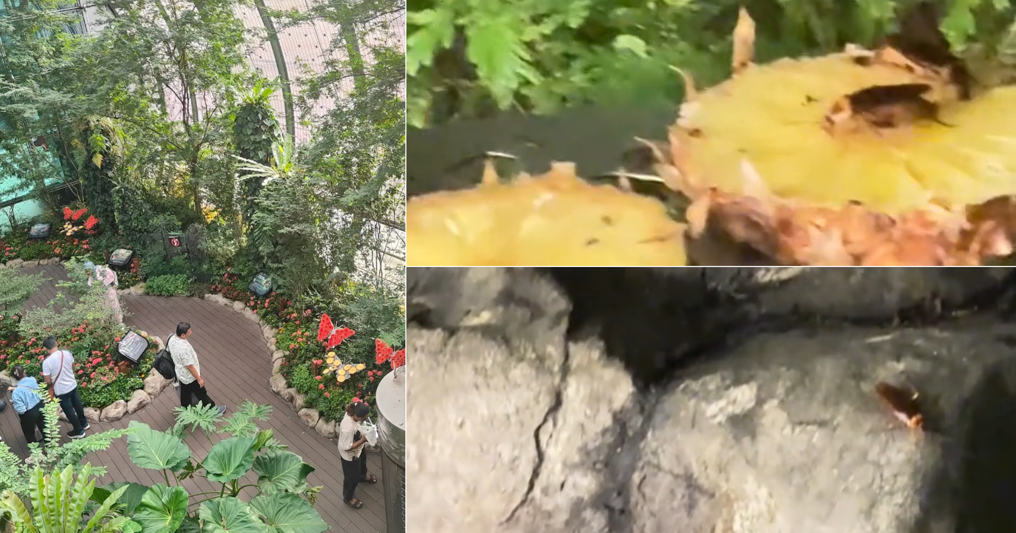 terminal 3 butterfly garden???!!!! more like cockroach garden ...