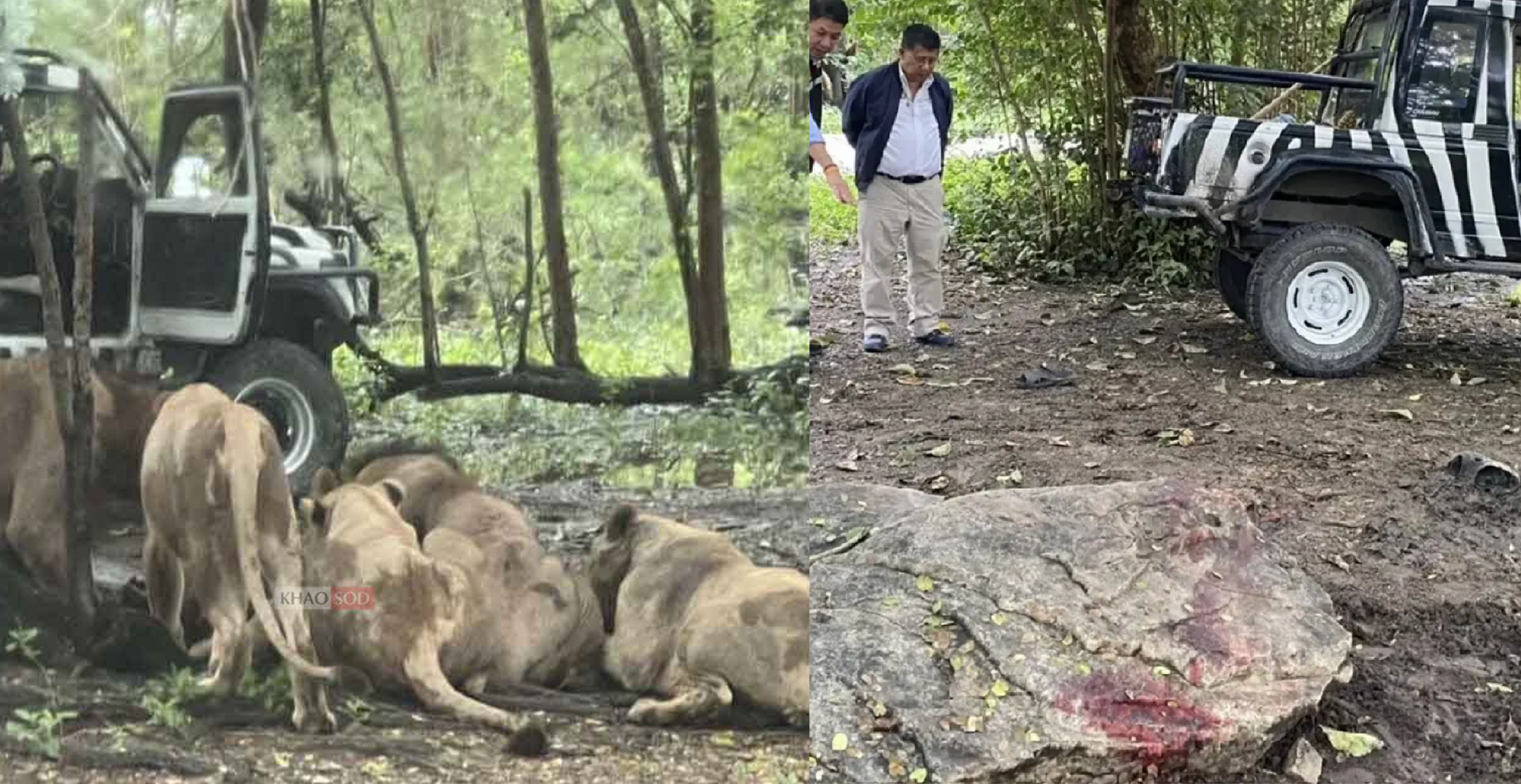 Zookeeper mauled to death by lions in Safari World Bangkok didn't ...