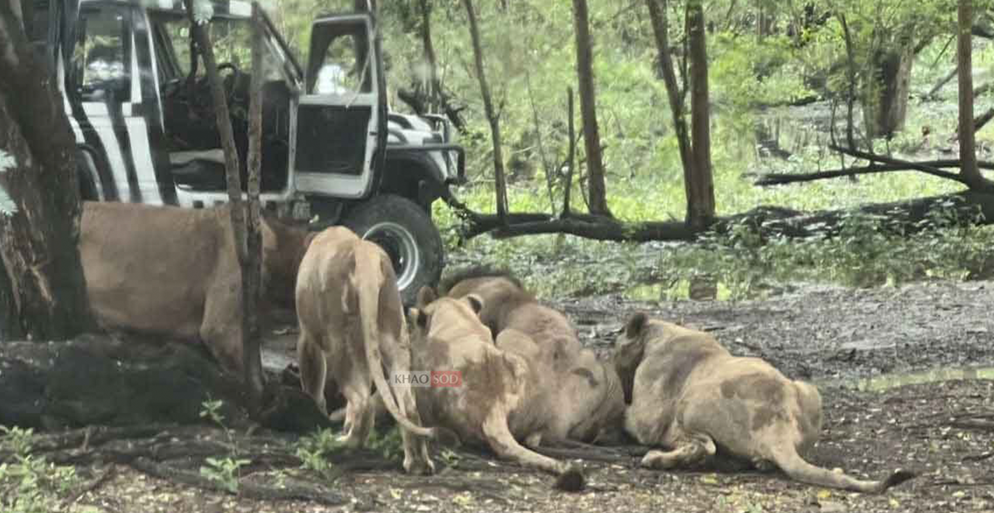 Zookeeper mauled to death by lions at Bangkok's Safari World zoo in front of horrified tourists ...