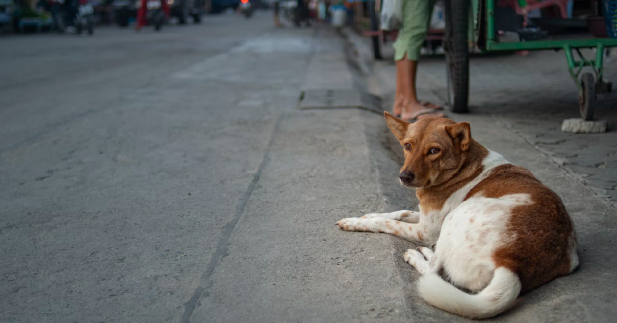 Rabies outbreak in Bangkok, parts of Thai capital declared rabies zone ...