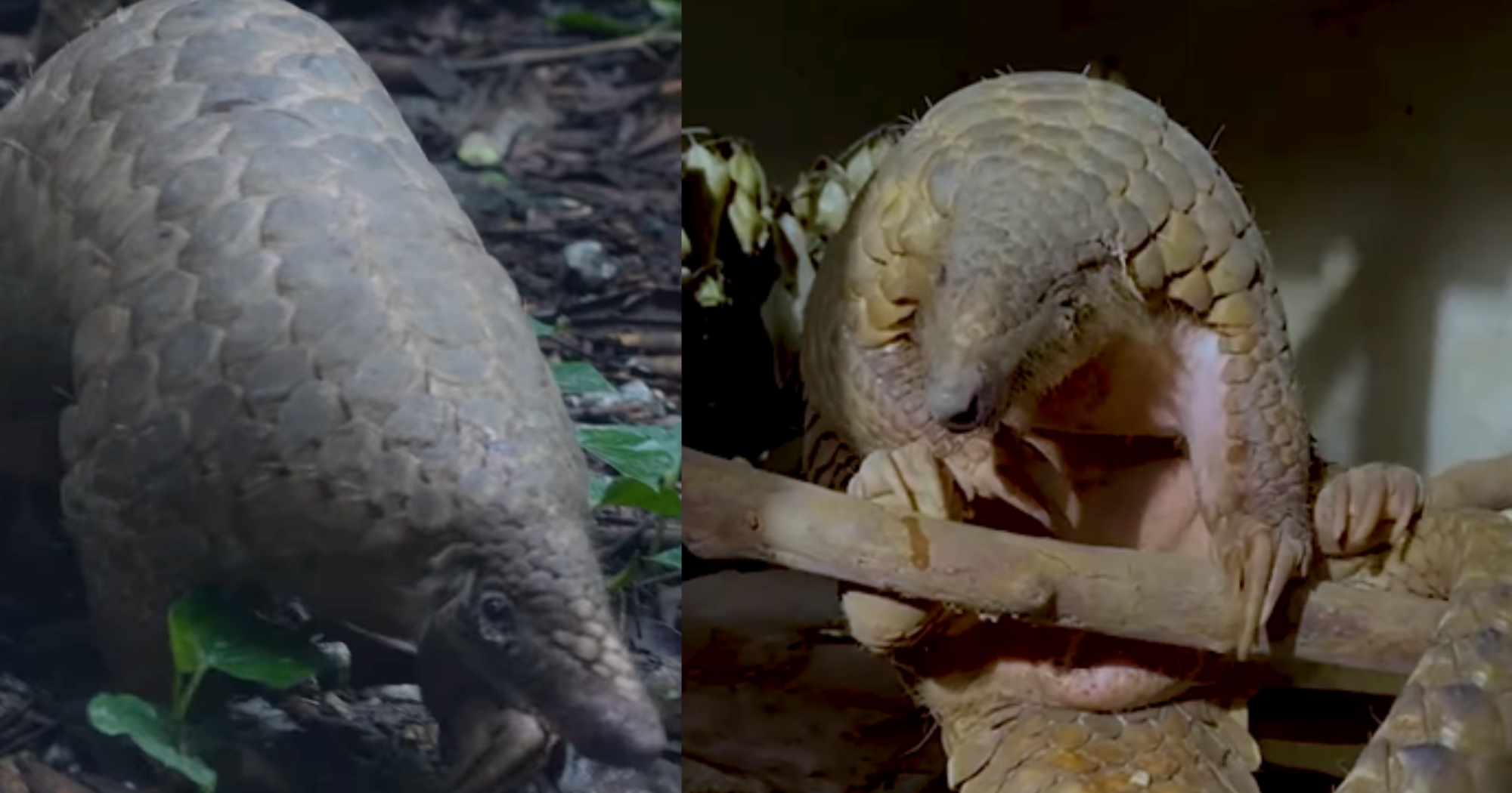 Sunda pangolin dies from rare skin disease 7 years after Mandai ...
