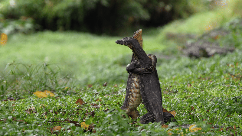 Photo of monitor lizards' 'battle hug' in Bishan-Ang Mo Kio Park ...