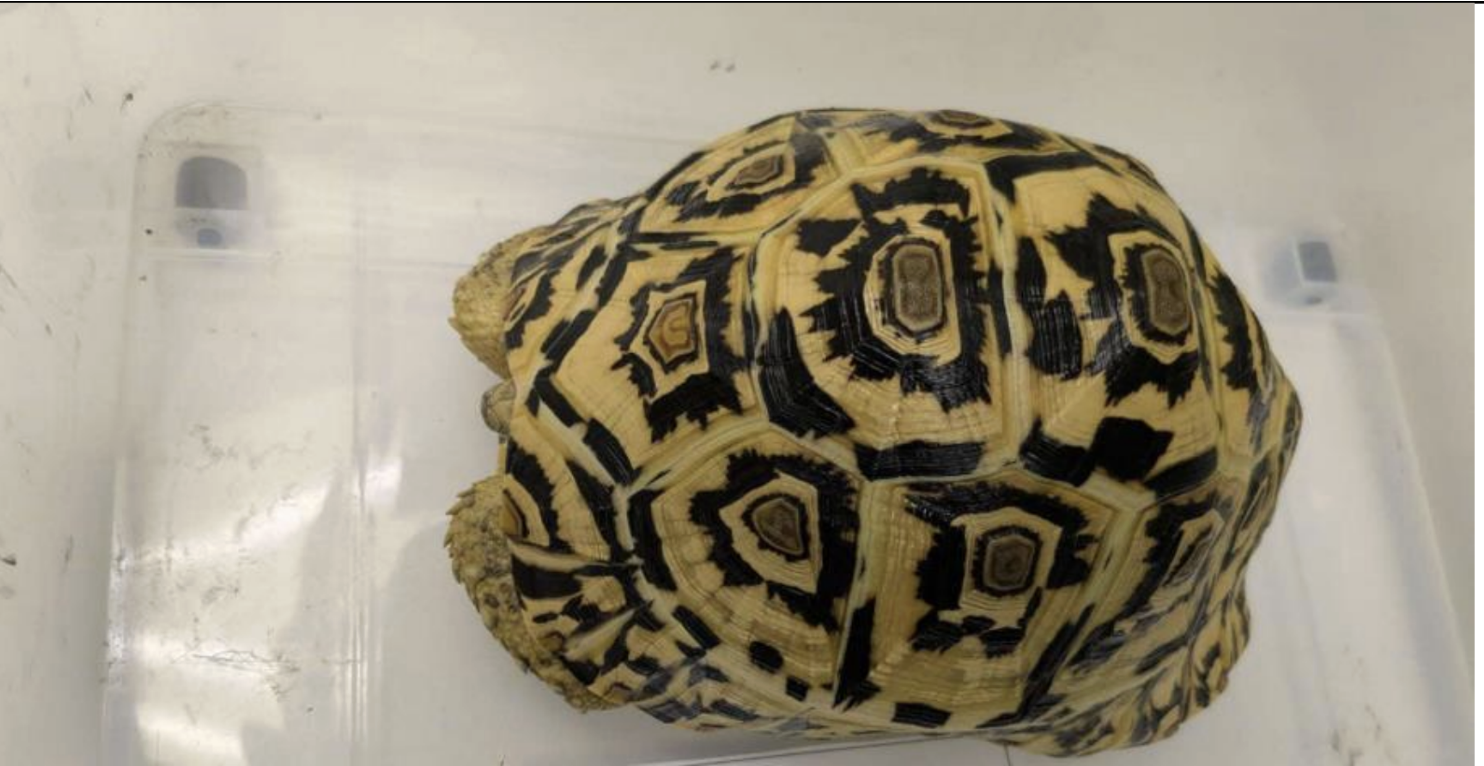 NParks confiscate leopard tortoise, spiny-tailed monitor & other ...