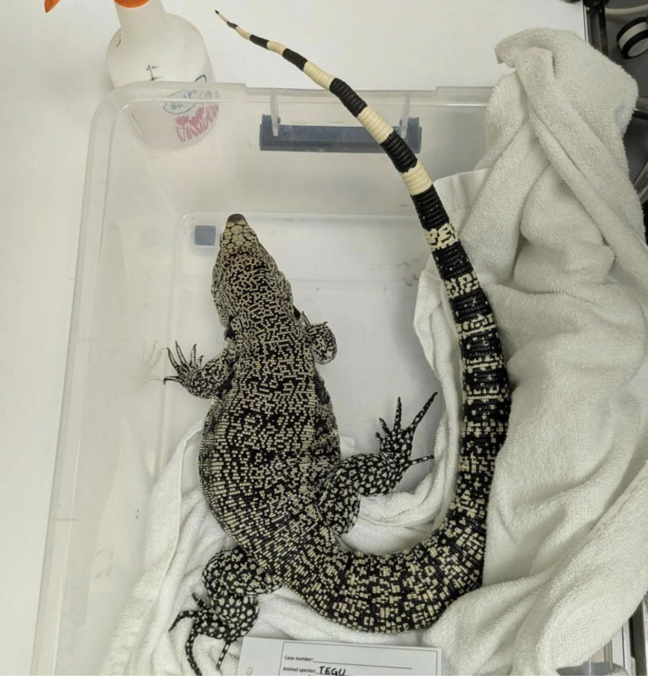 NParks confiscate leopard tortoise, spiny-tailed monitor & other ...
