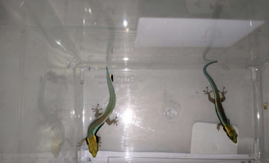 NParks confiscate leopard tortoise, spiny-tailed monitor & other ...