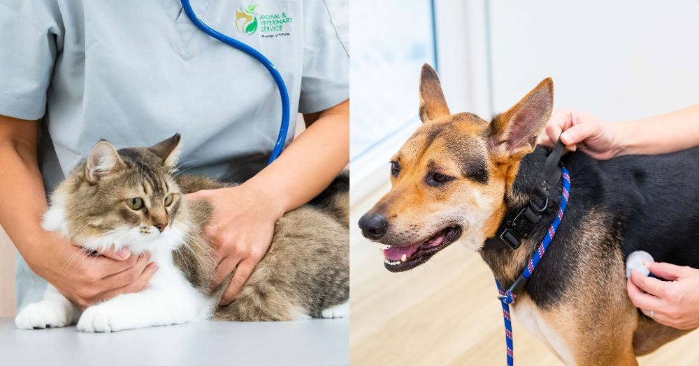 AVS to launch public consultation on new regulations for vet practice in S'pore by end of 2025 ...