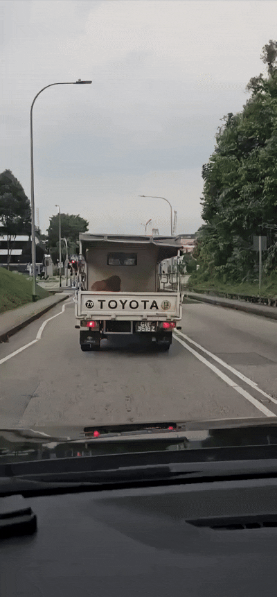 Golden retriever seen loosely leashed in back of moving lorry in ...