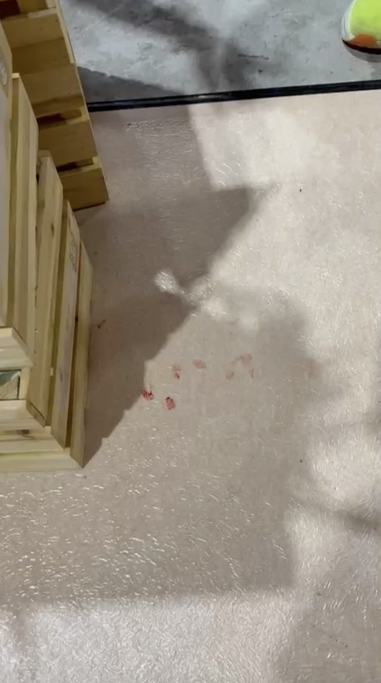 Big dog allegedly bites another dog & cat at PetExpo S'pore, seen not ...
