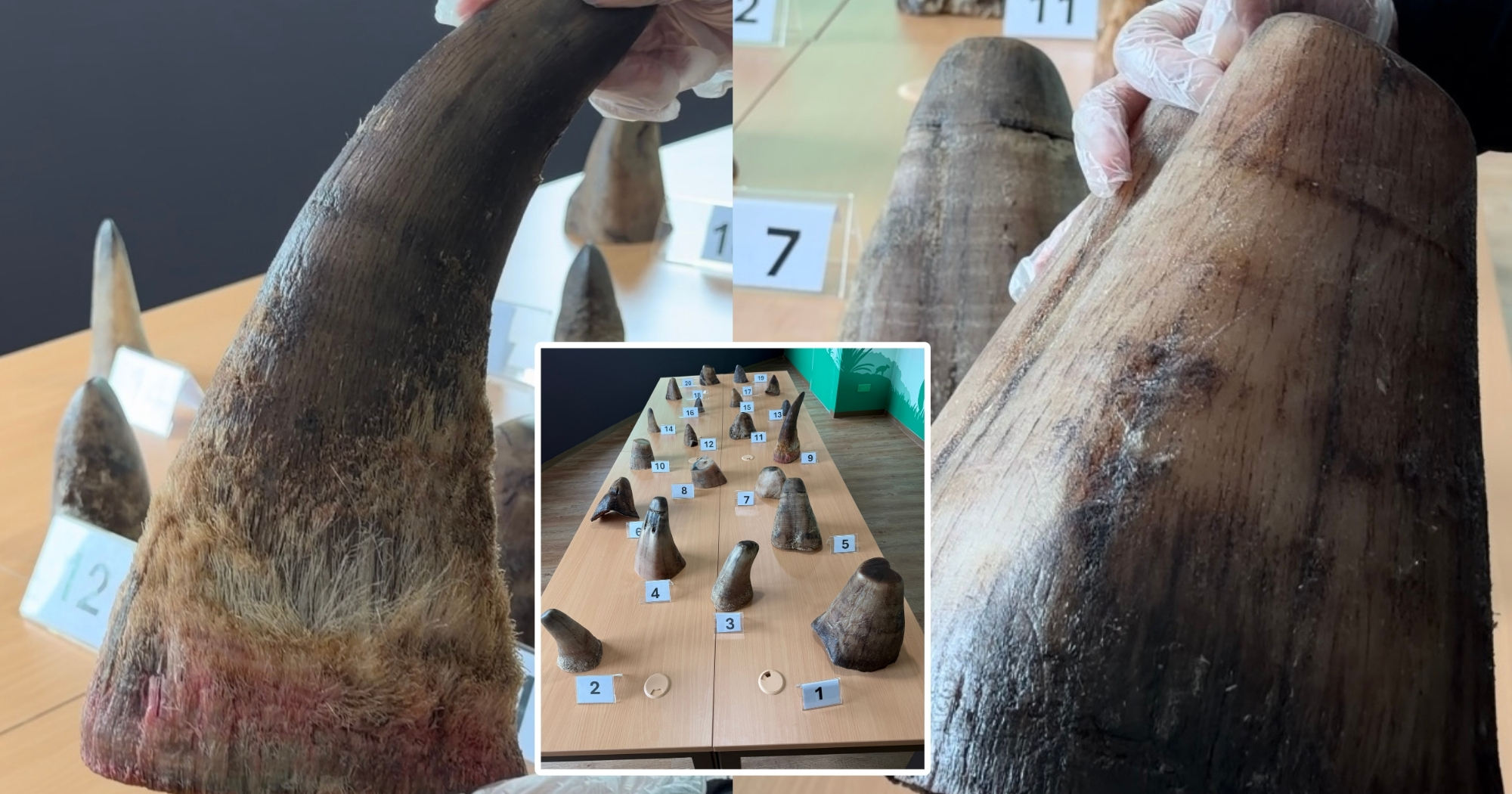 NParks seizes rhino horns worth S$1.13 million at Changi Airport ...