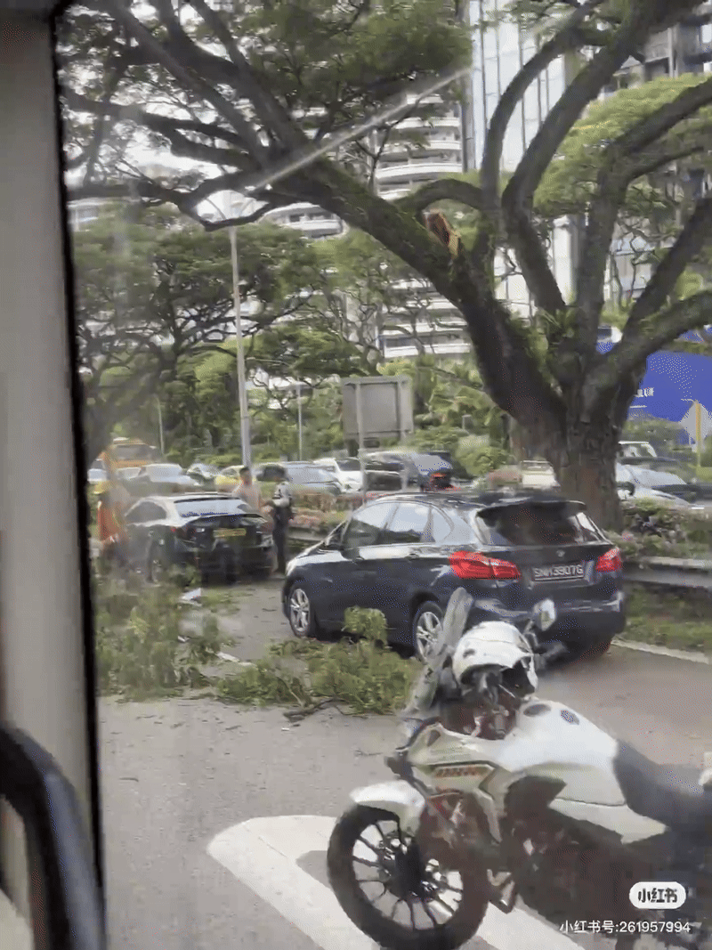 Trailer hits tree branches, which land on cars along ECP: 2 men, aged ...