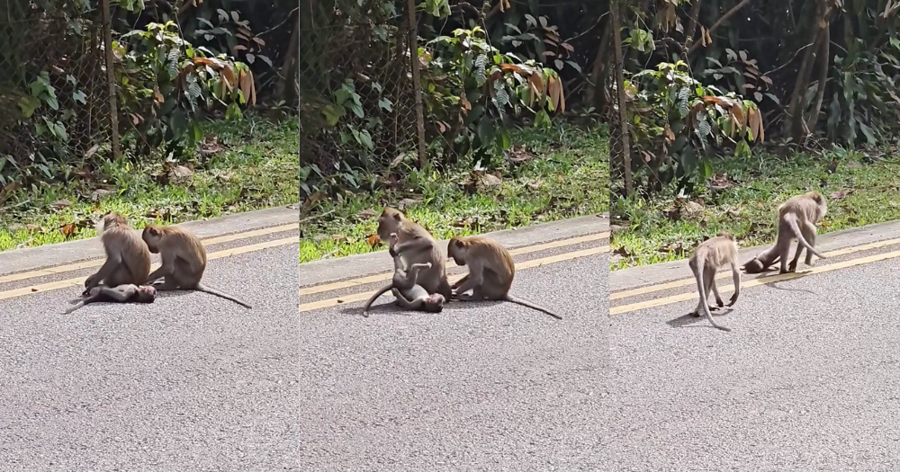 S'pore woman films heartbreaking scene of 2 monkeys carrying dead ...