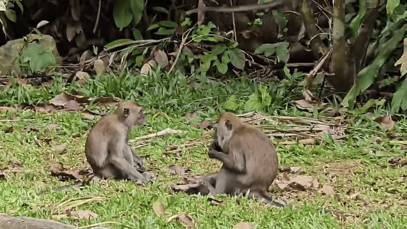 S'pore woman films heartbreaking scene of 2 monkeys carrying dead ...