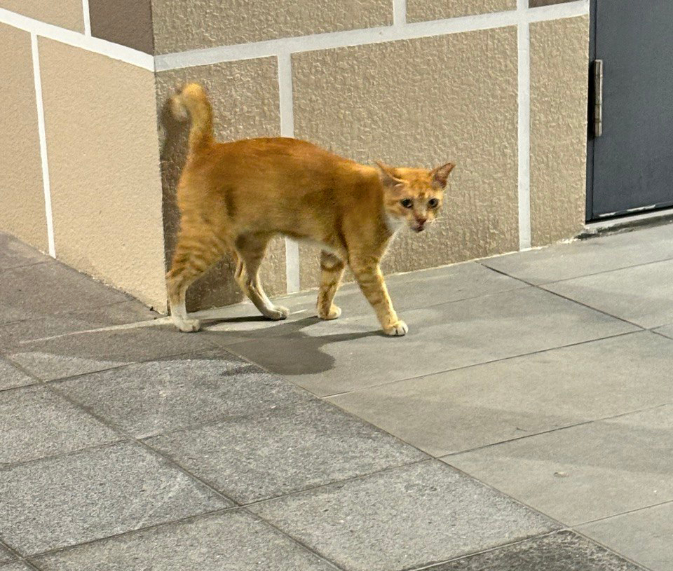 Uncle Ong, 72, with bad back & knees, still feeding 30 cats a day in ...