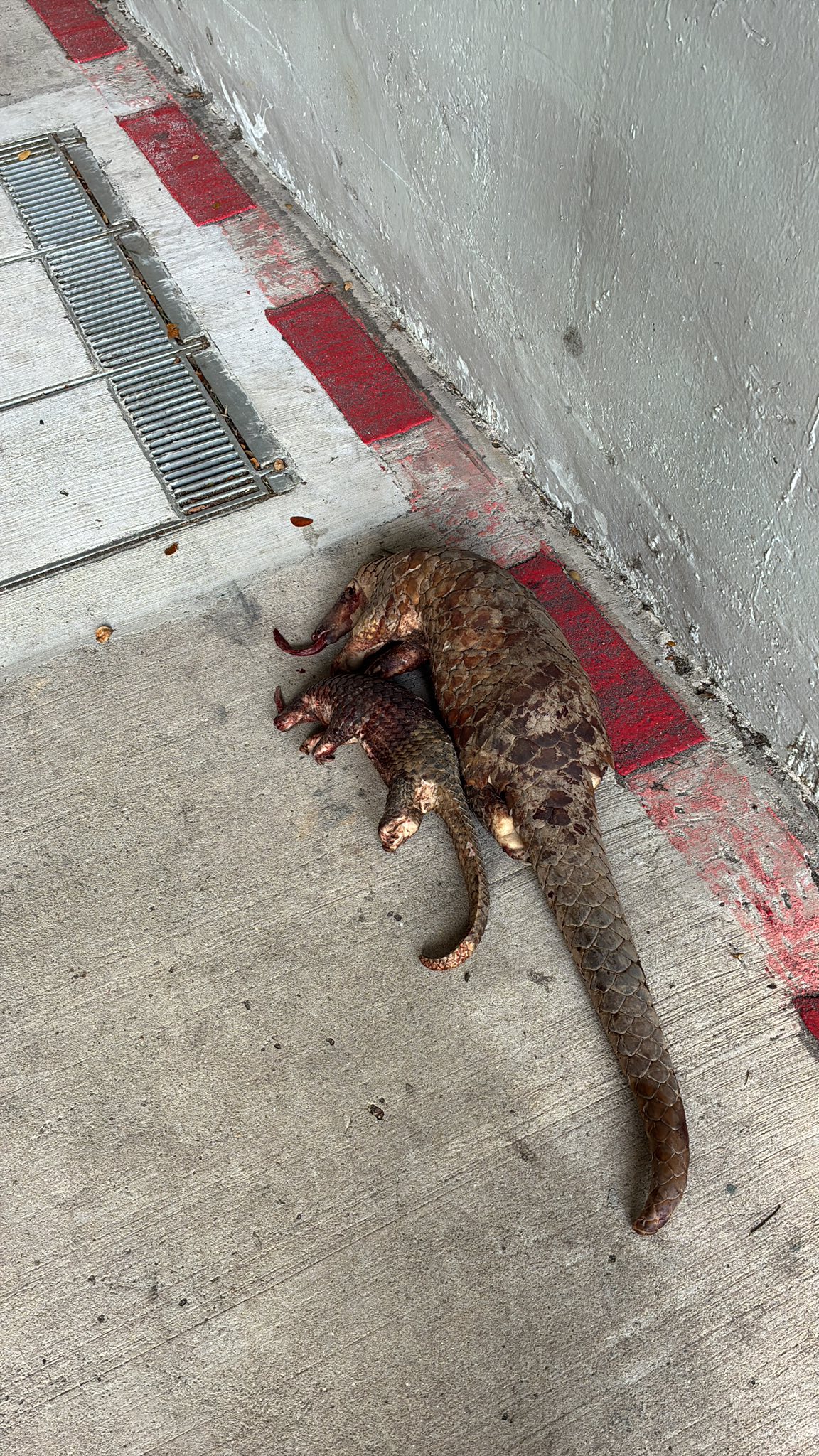 Mother & baby pangolin found dead along road near Bukit Brown, believed ...